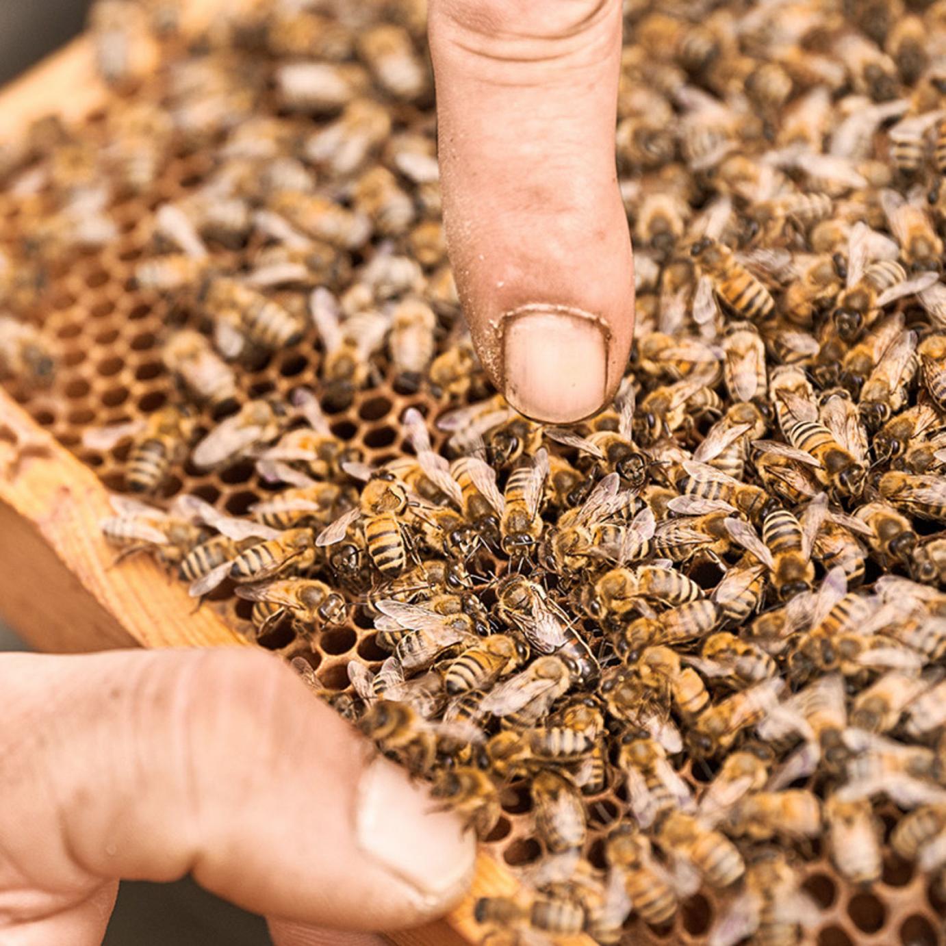 Making a beeline for Unterlüss – Dimensions Magazine